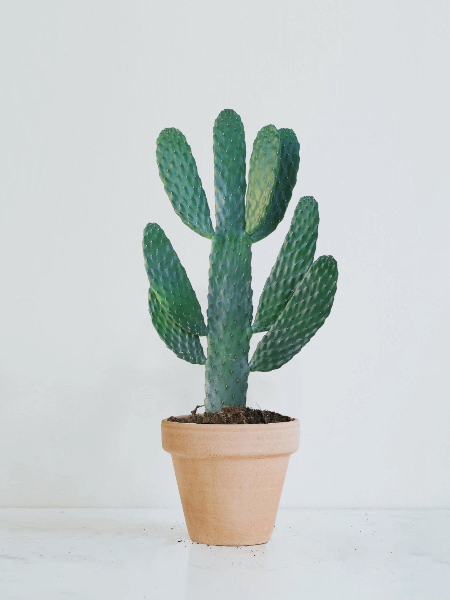 Stor Kaktus Opuntia V xter Online Plantredo Stor Kaktus Opuntia V xter Online Plantredo