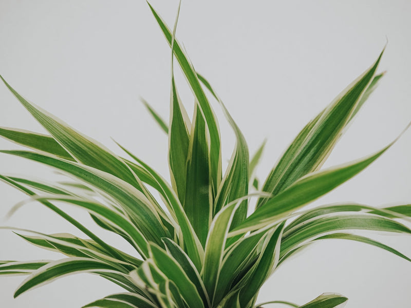 Ampellilja Skötselråd | Chlorophytum Comosum | Växtguiden