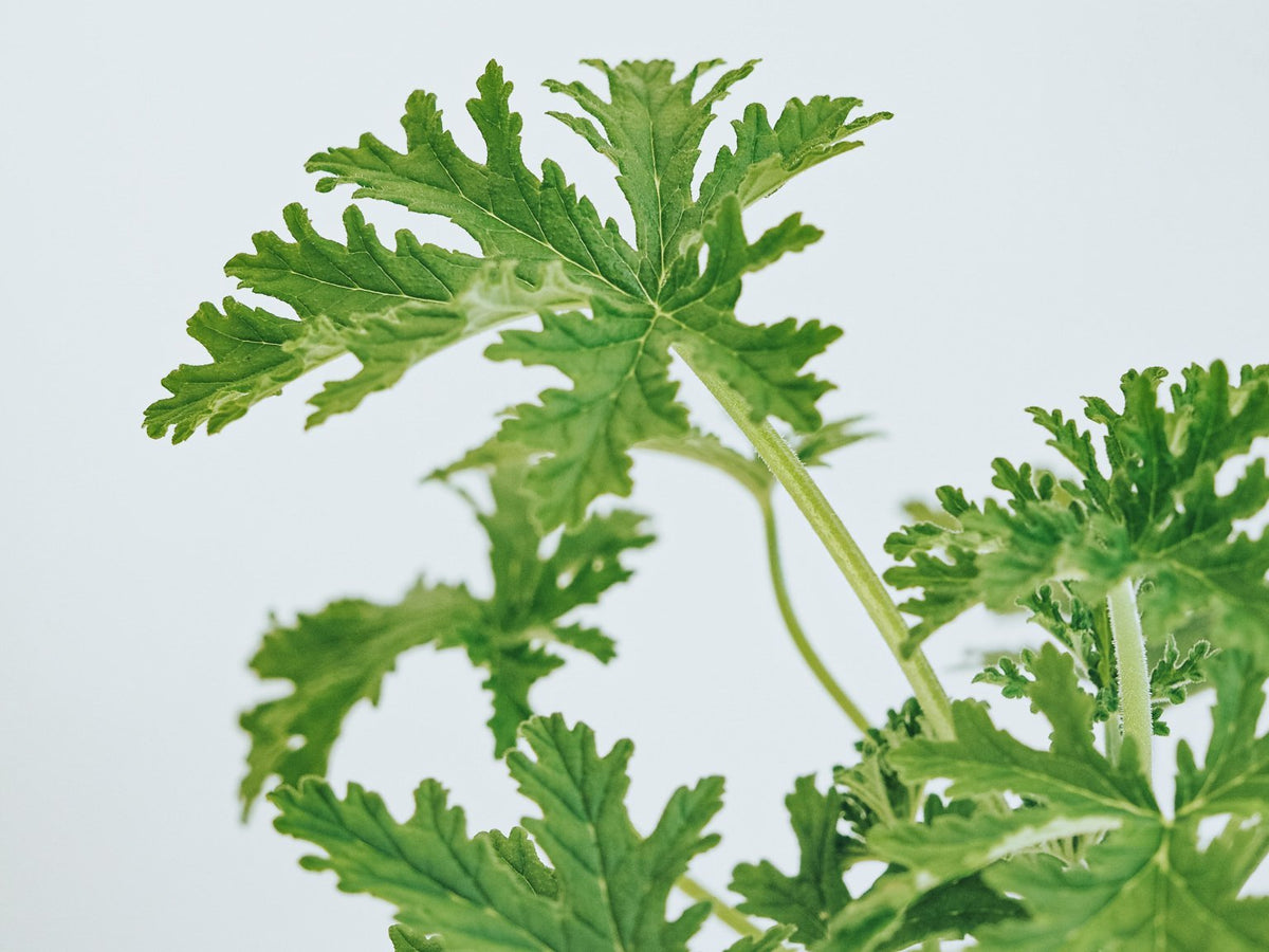 Dr Westerlund Skötselråd | Doftpelargon | Växtguiden