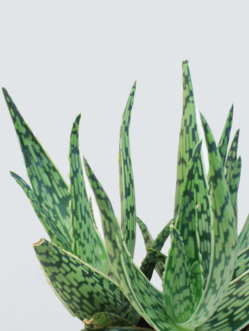 Aloe Vera planta | Köp Växter Online | Plantredo