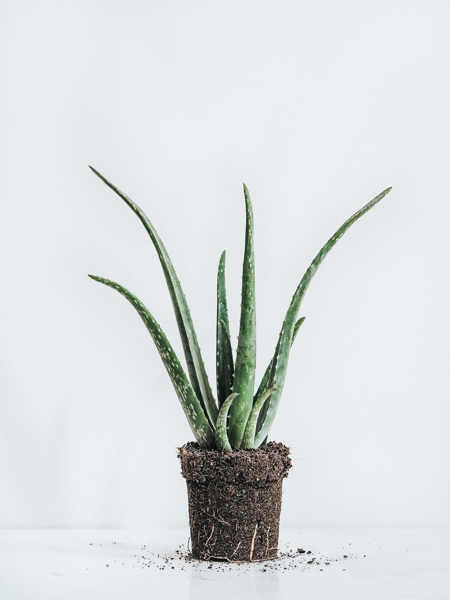 Aloe Vera planta | Köp Växter Online | Plantredo