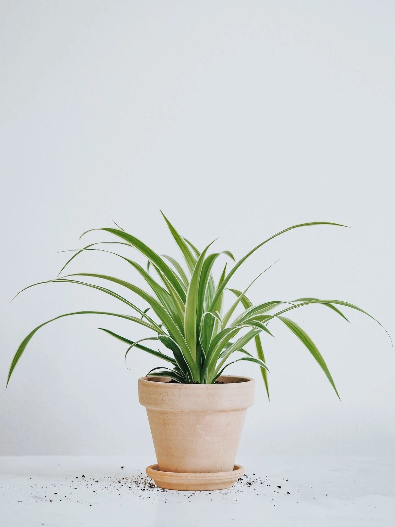 Ampellilja | Chlorophytum Comosum | Köp Växter Online | Plantredo