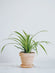 Ampellilja | Chlorophytum Comosum | Köp Växter Online | Plantredo