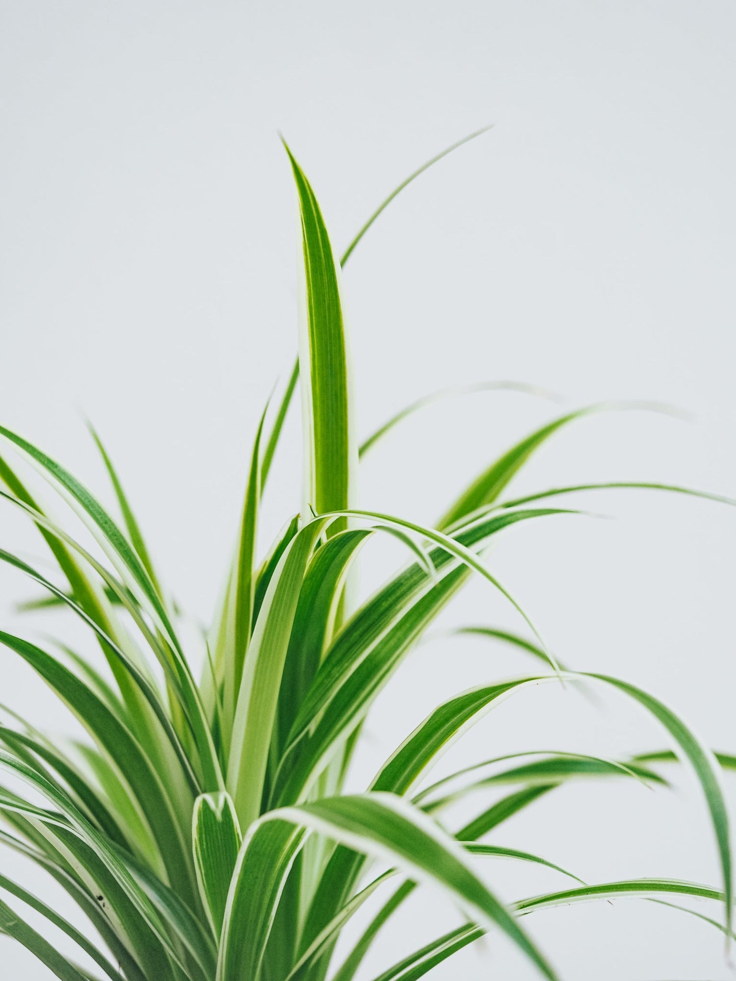Ampellilja | Chlorophytum Comosum | Köp Växter Online | Plantredo