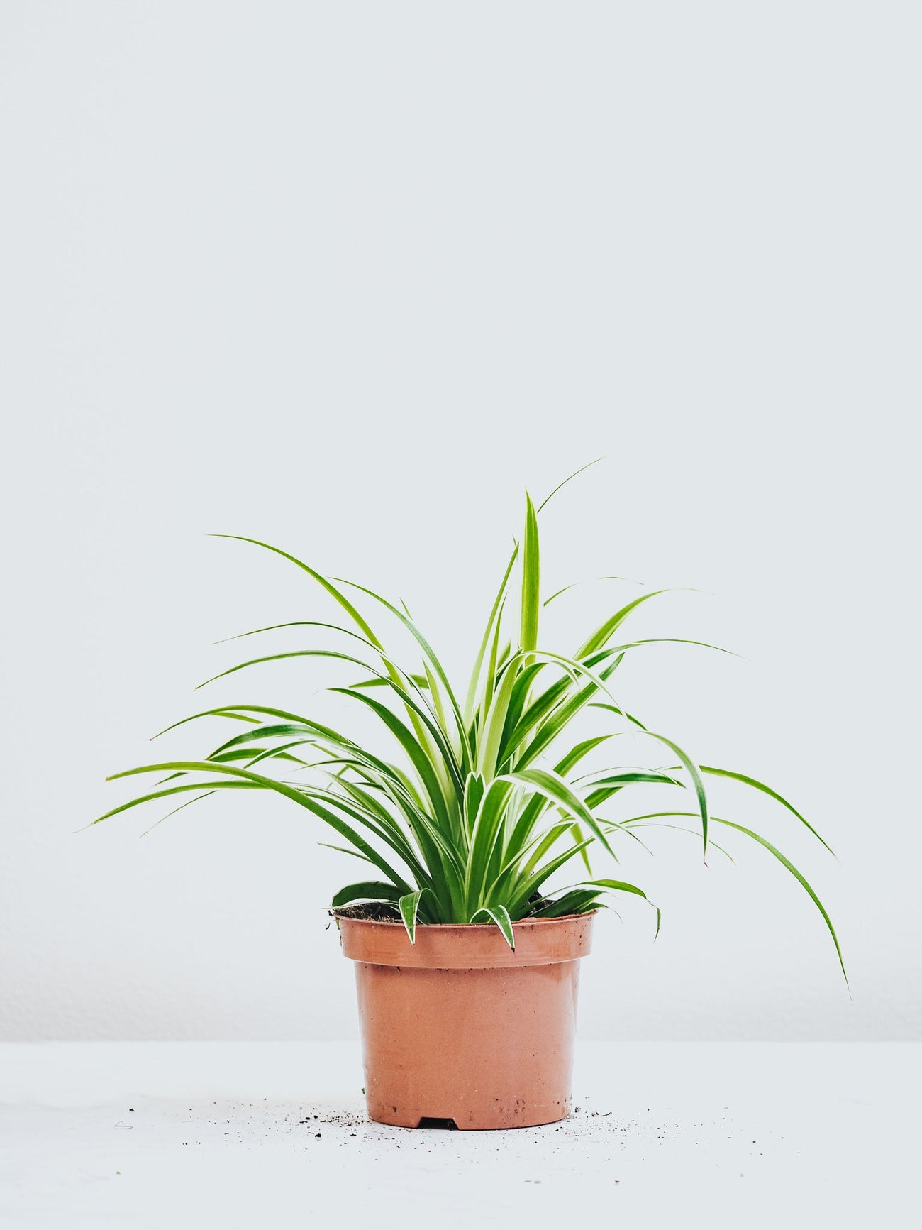 Ampellilja | Chlorophytum Comosum | Köp Växter Online | Plantredo