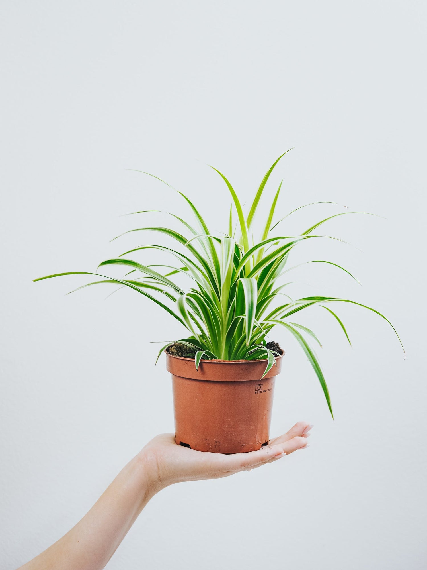 Ampellilja | Chlorophytum Comosum | Köp Växter Online | Plantredo