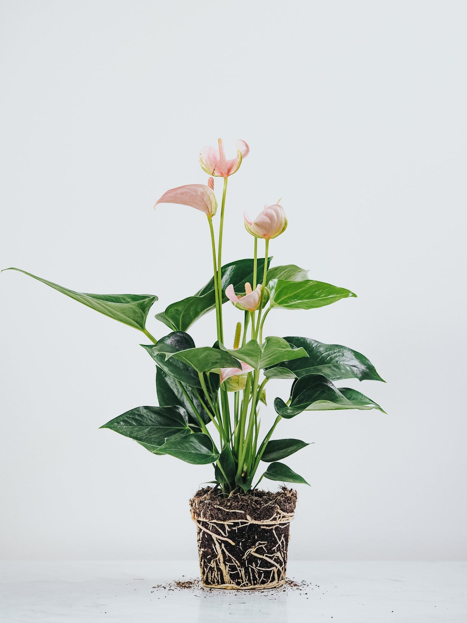 Anthurium Joly Peach | Köp Växter Online | Plantredo
