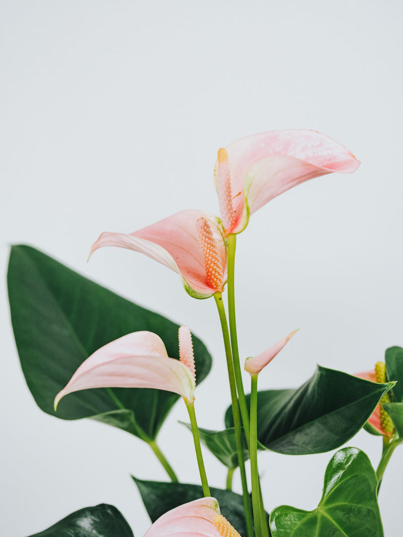 Anthurium Joly Peach | Köp Växter Online | Plantredo