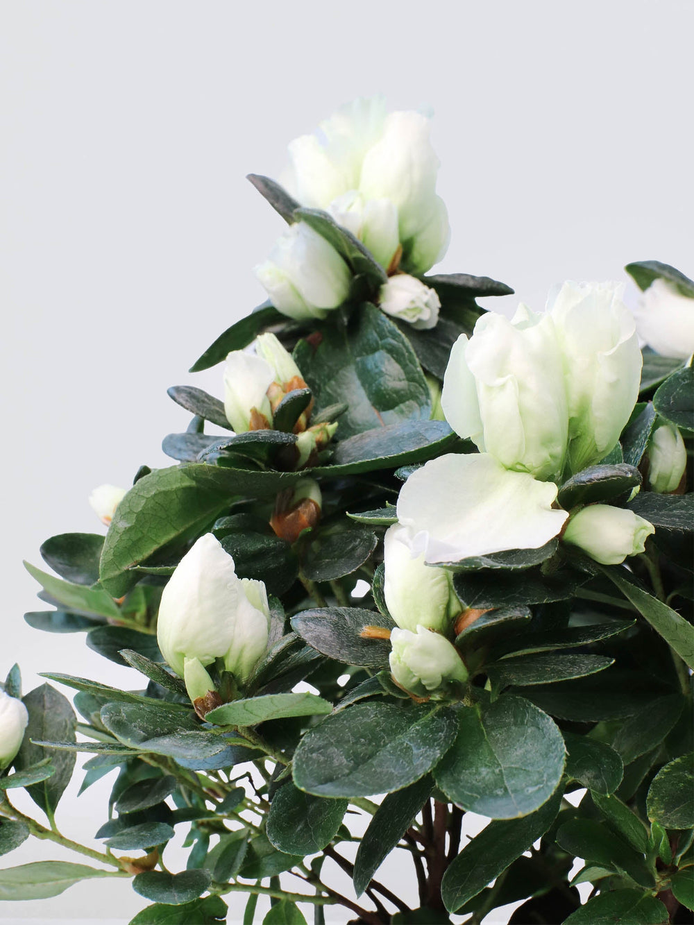 Azalea Vit | Köp Växter Online | Plantredo