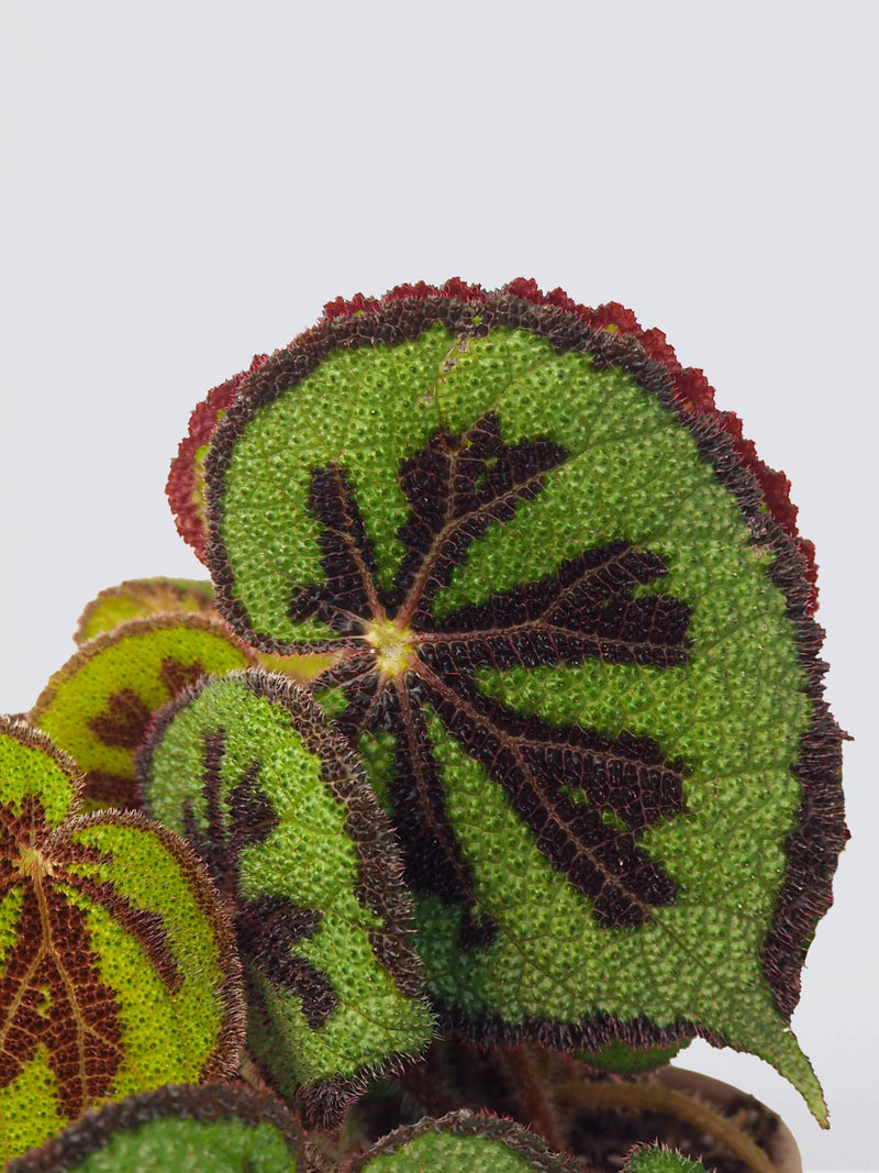 Begonia masoniana ’Rock’ | Plantredo | Köp växter tryggt och säkert online