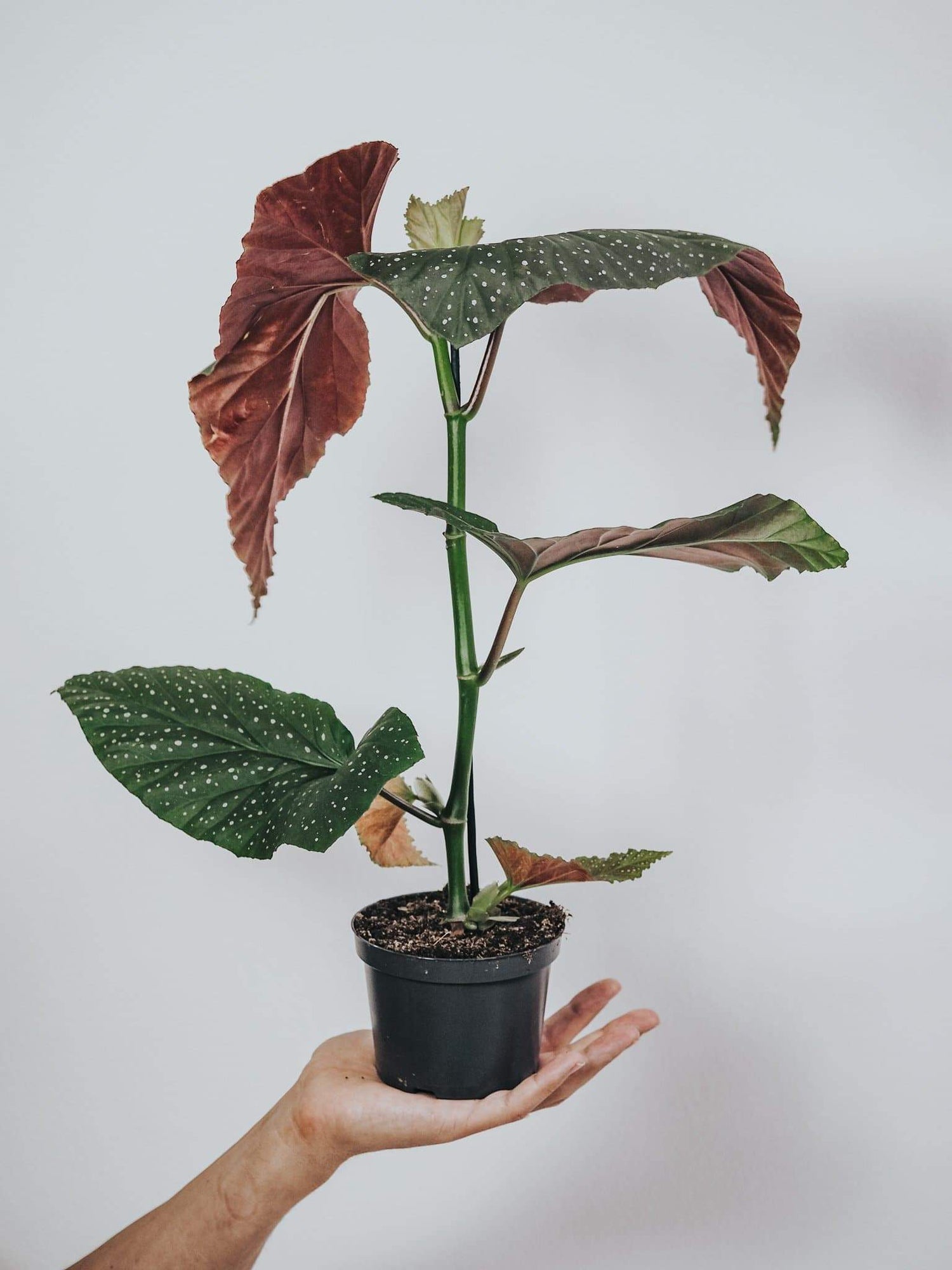 Begonia Svinöra | Fläckbegonia | Begonia Lucerna | Plantredo