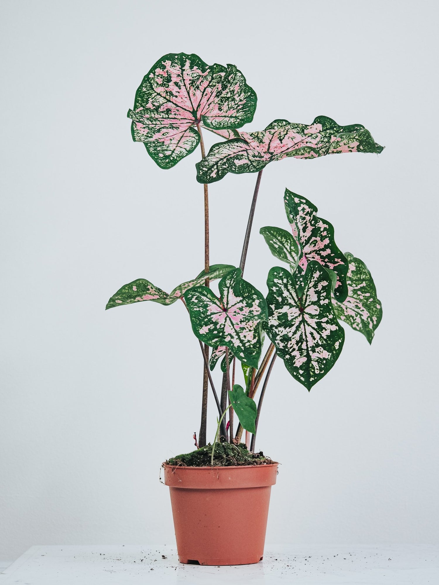 Caladium Elise | Köp Växter Online | Plantredo