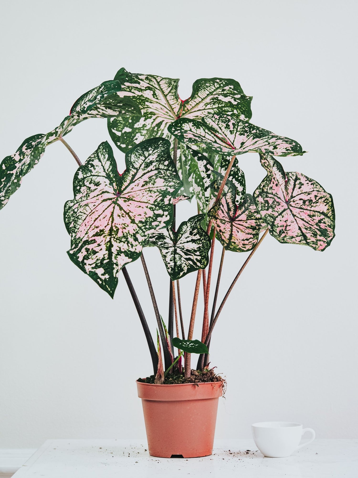 Caladium Elise | Köp Växter Online | Plantredo