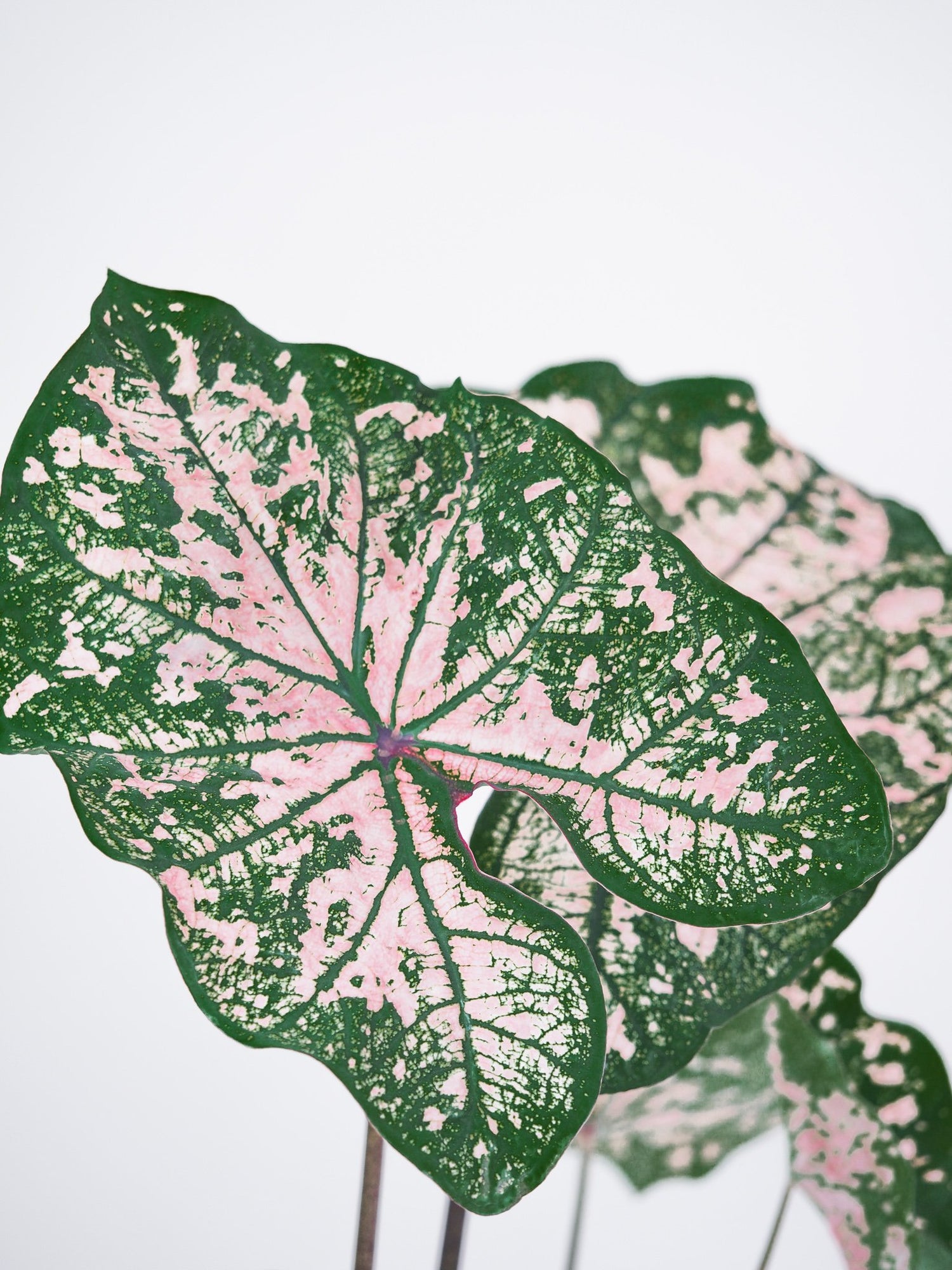 Caladium Elise | Köp Växter Online | Plantredo