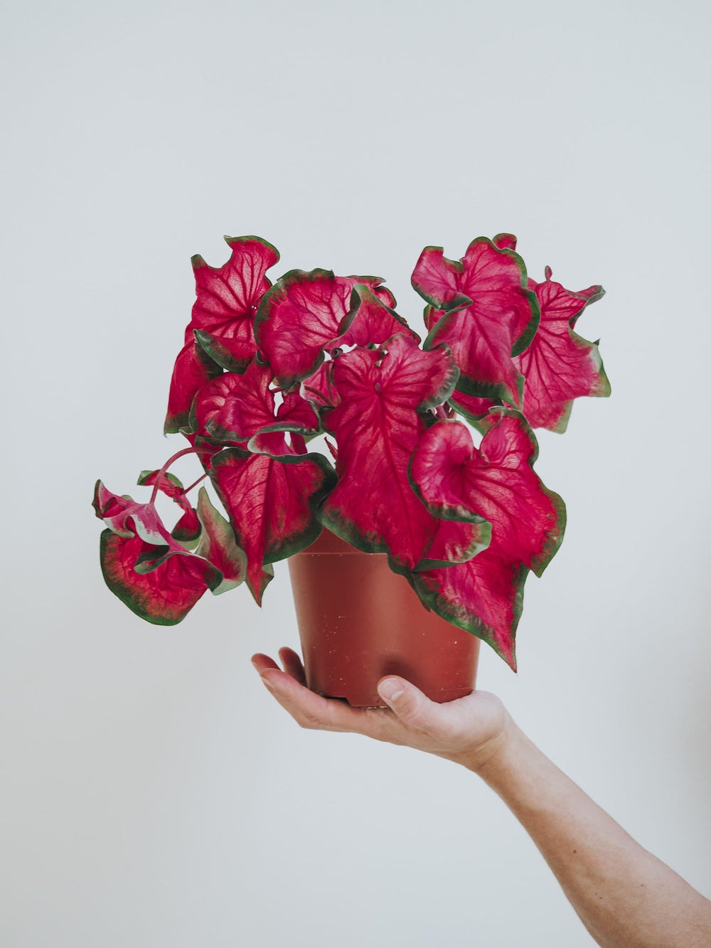 Caladium Red Ruffles | Köp Växter Online | Plantredo