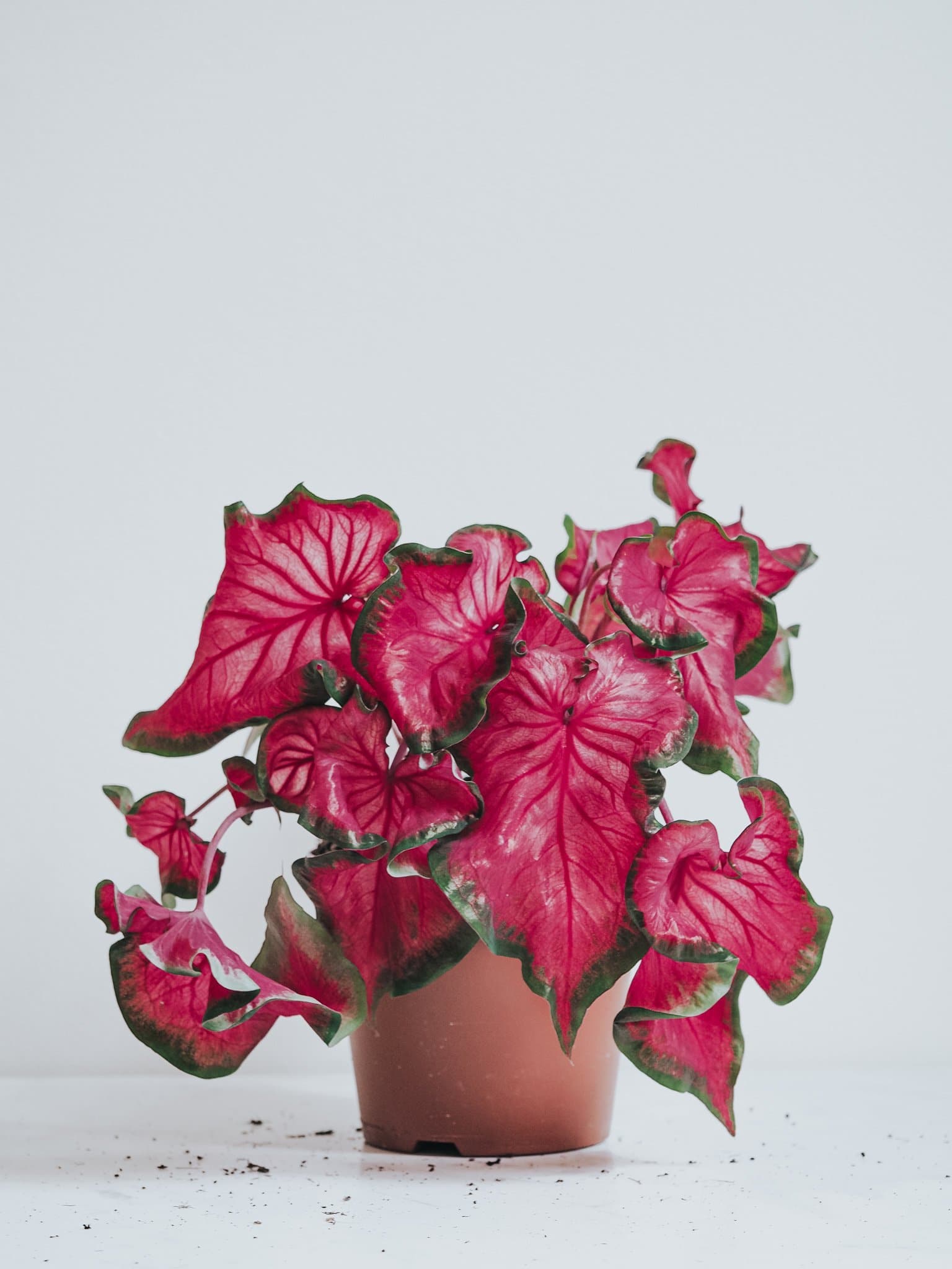 Caladium Red Ruffles | Köp Växter Online | Plantredo