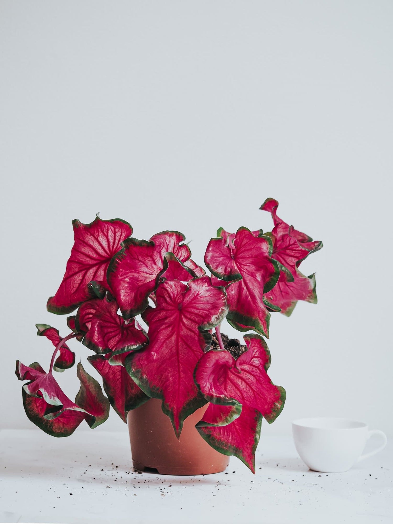 Caladium Red Ruffles | Köp Växter Online | Plantredo