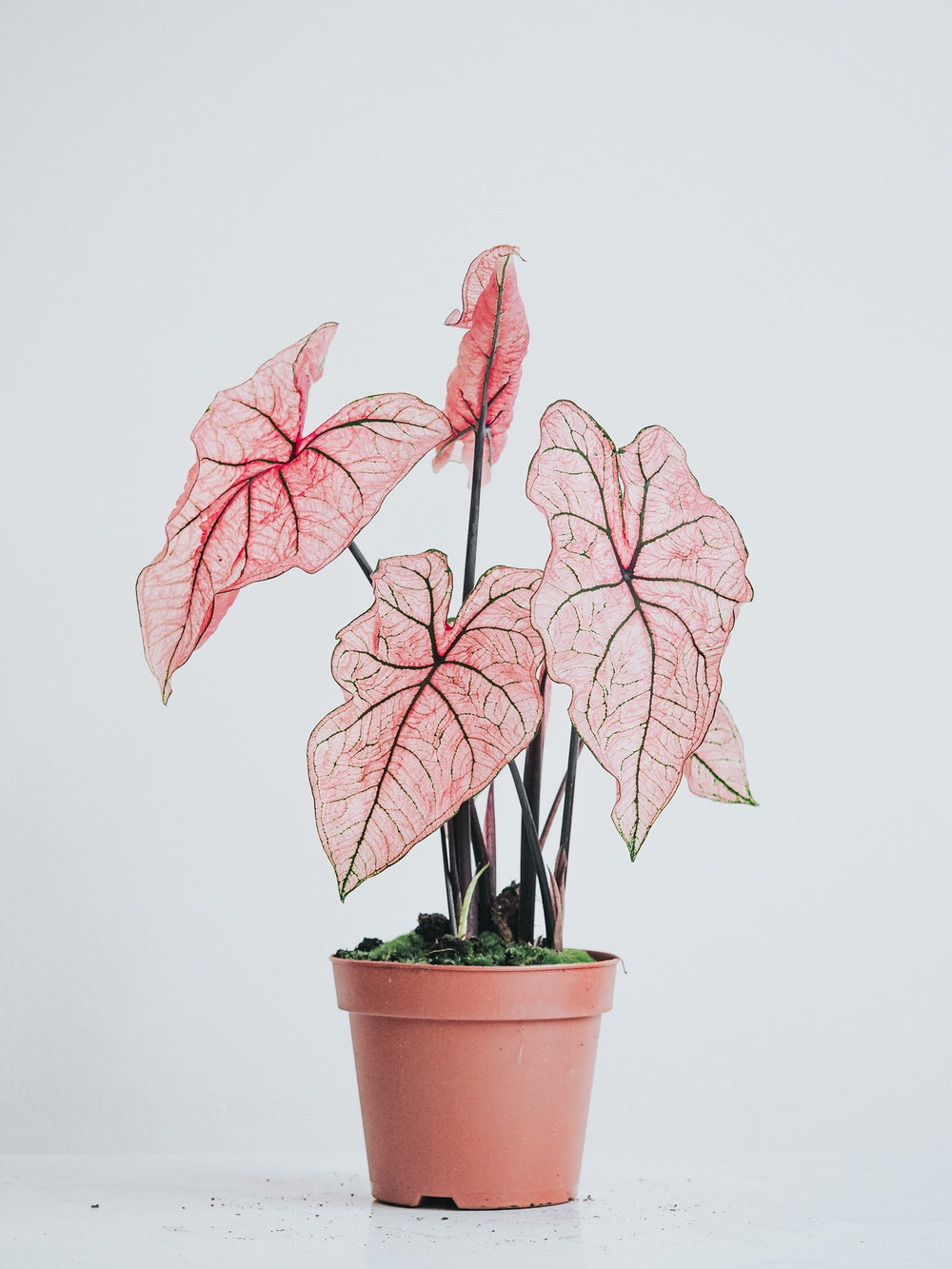 Caladium Spring Fling | Köp Växter Online | Plantredo