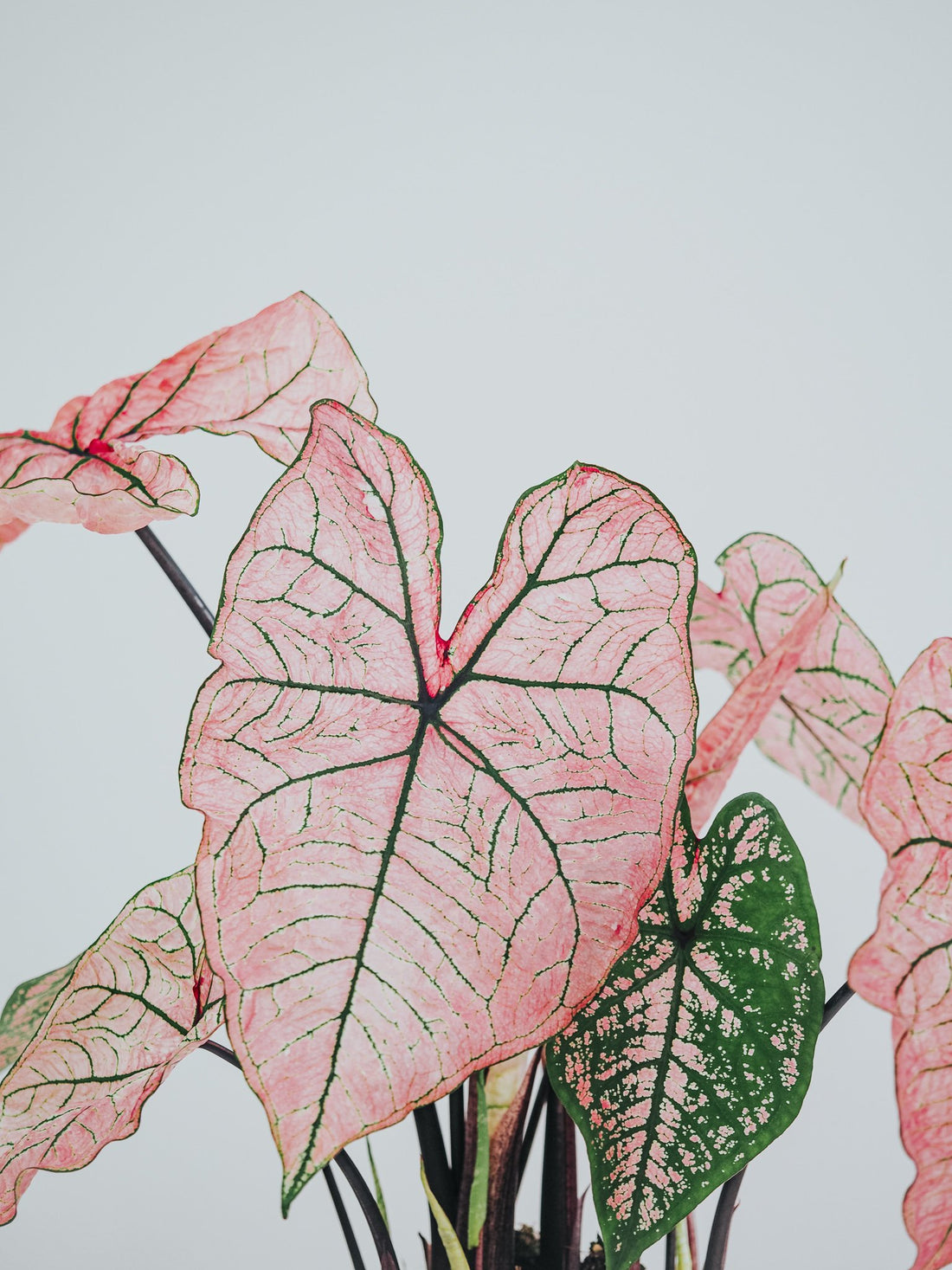 Caladium Spring Fling | Köp Växter Online | Plantredo