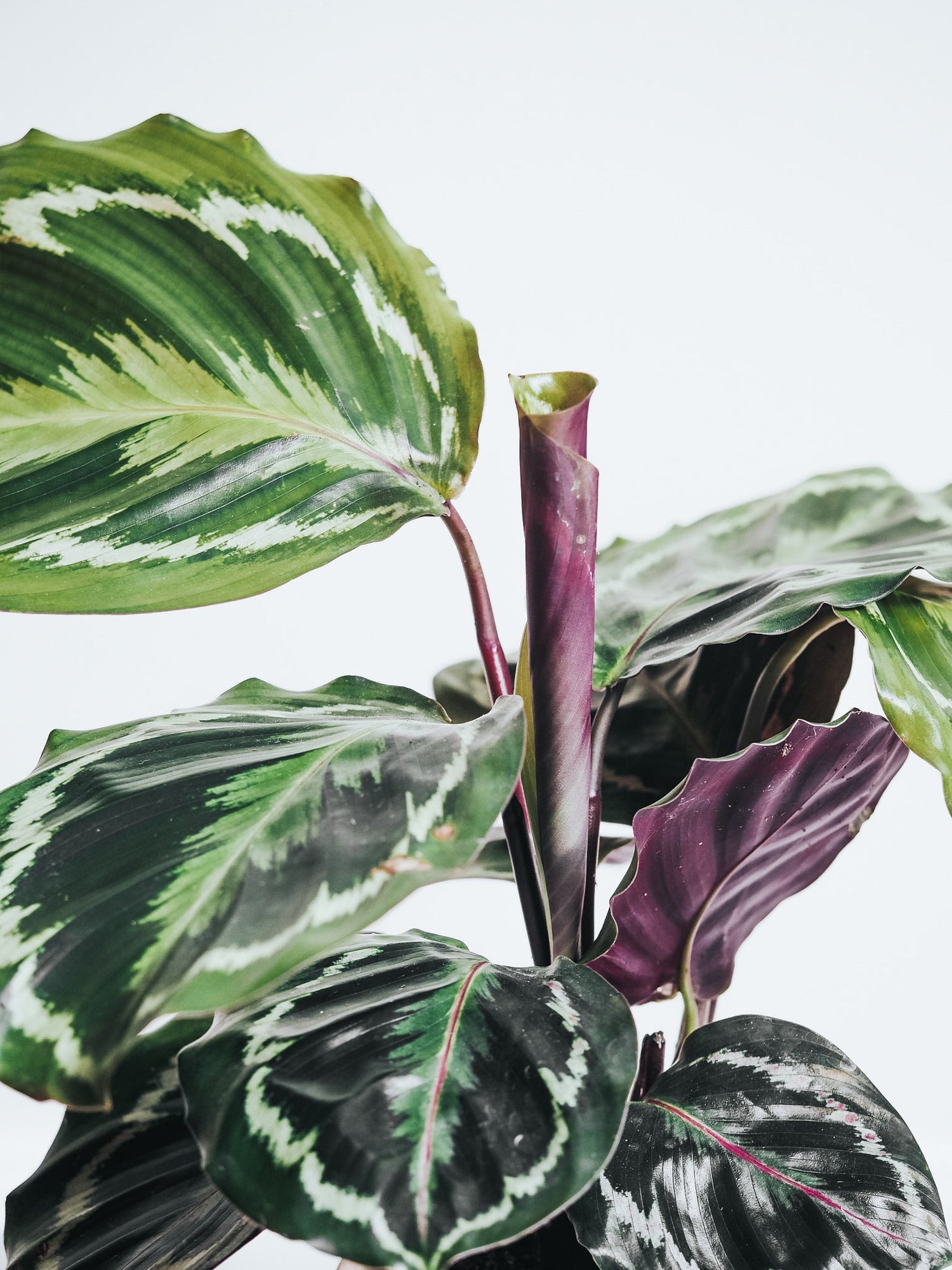 Calathea Medallion | Köp Växter Online | Plantredo