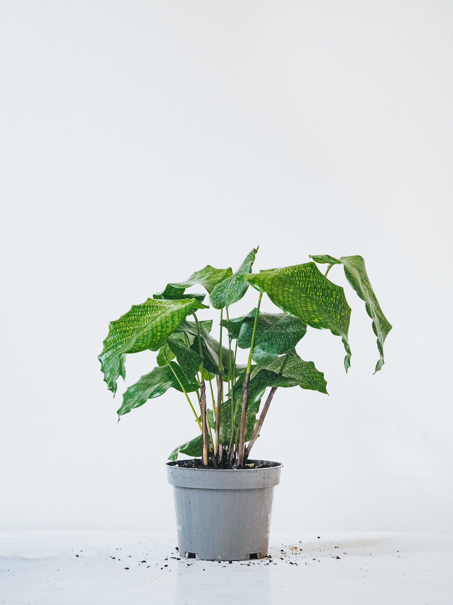 Calathea Network | Köp Växter Online | Plantredo