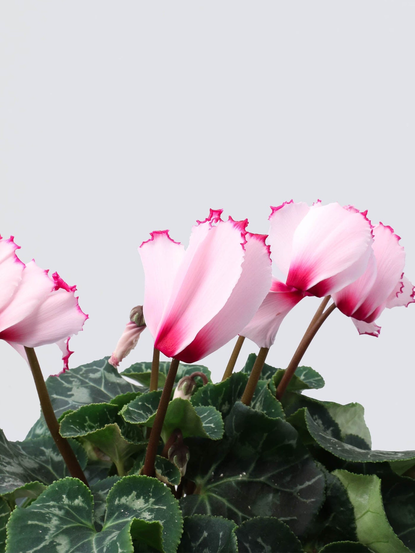 Cyklamen Ljus Rosa | Växter och tillbehör Online | Plantredo