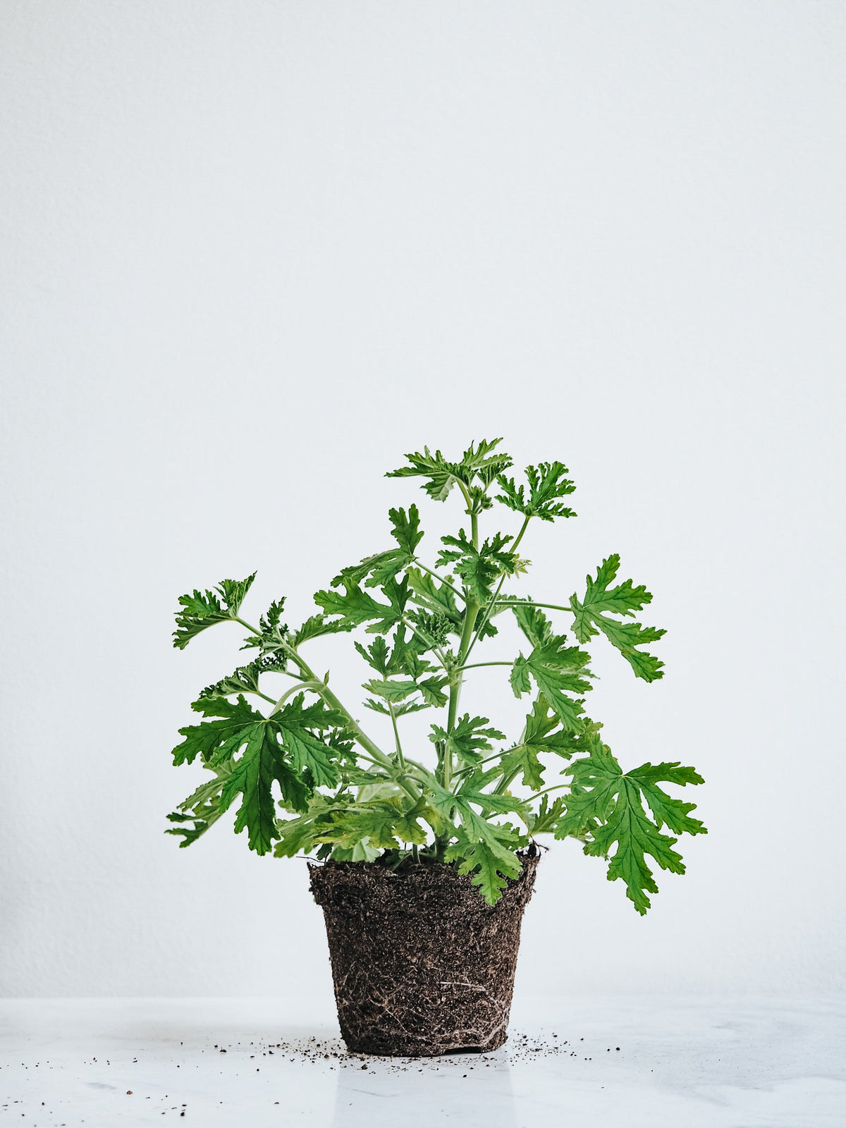 Doftpelargon 'Dr. Westerlund' | Köp Växter Online | Plantredo