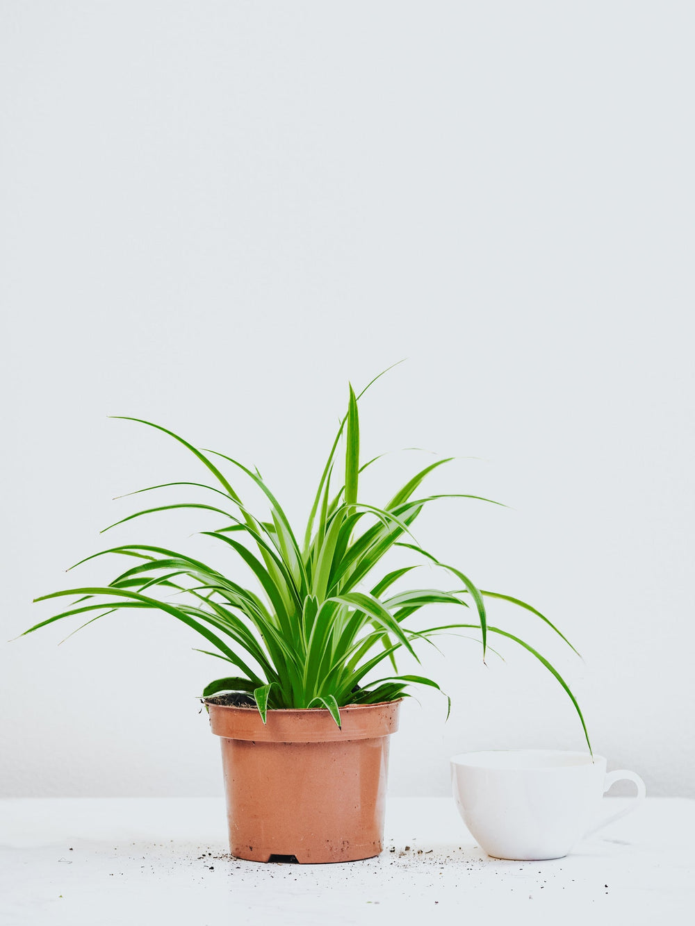 Grön Ampellilja | Chlorophytum Comosum 'Bonnie' | Plantredo