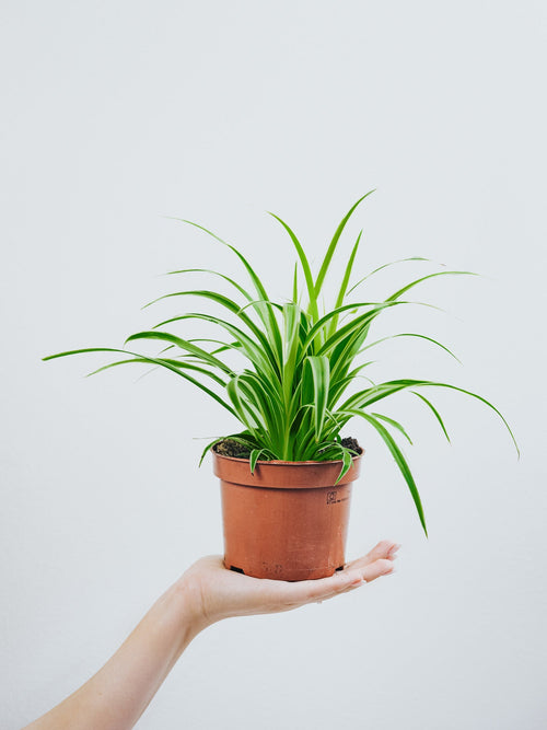 Grön Ampellilja | Chlorophytum Comosum 'Bonnie' | Plantredo