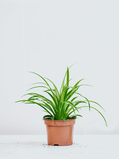 Grön Ampellilja | Chlorophytum Comosum 'Bonnie' | Plantredo