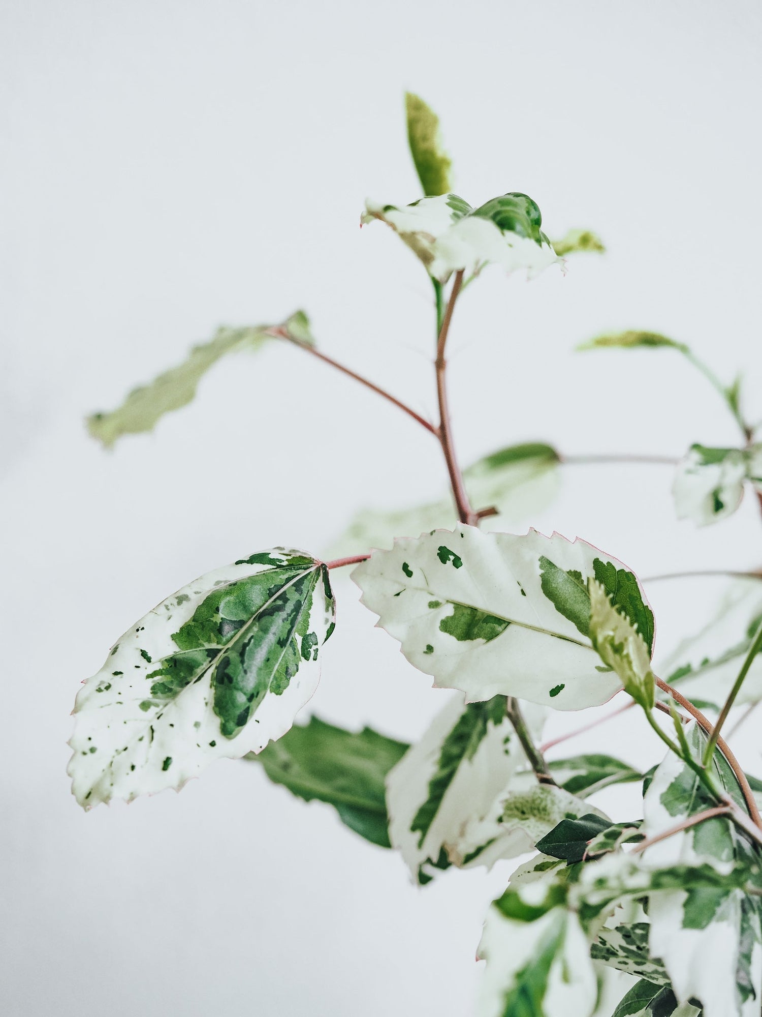Hibiscus Variegata | Köp Växter Online | Plantredo