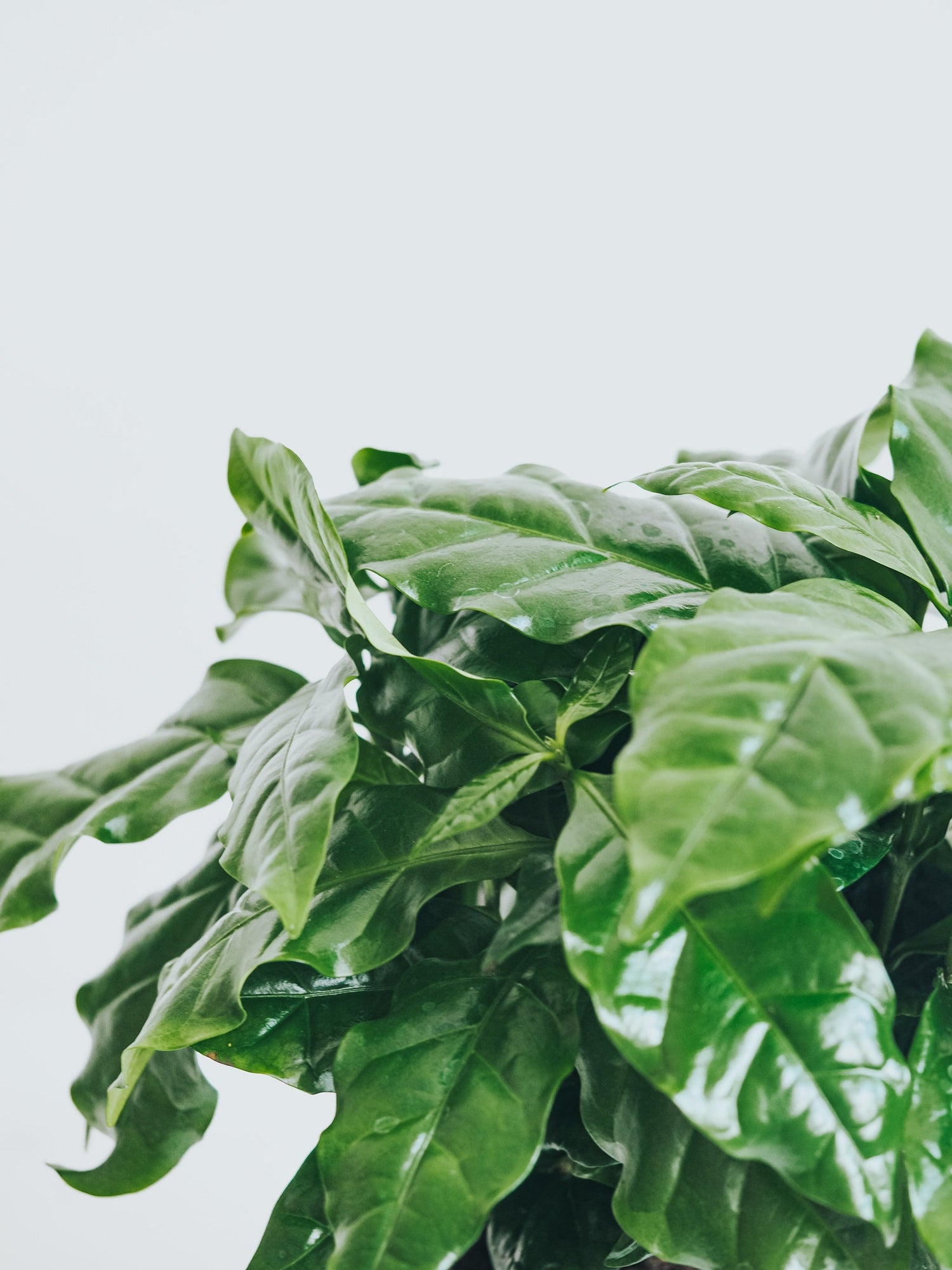 Kaffeplanta | Coffea Arabica | Köp Växter Online | Plantredo