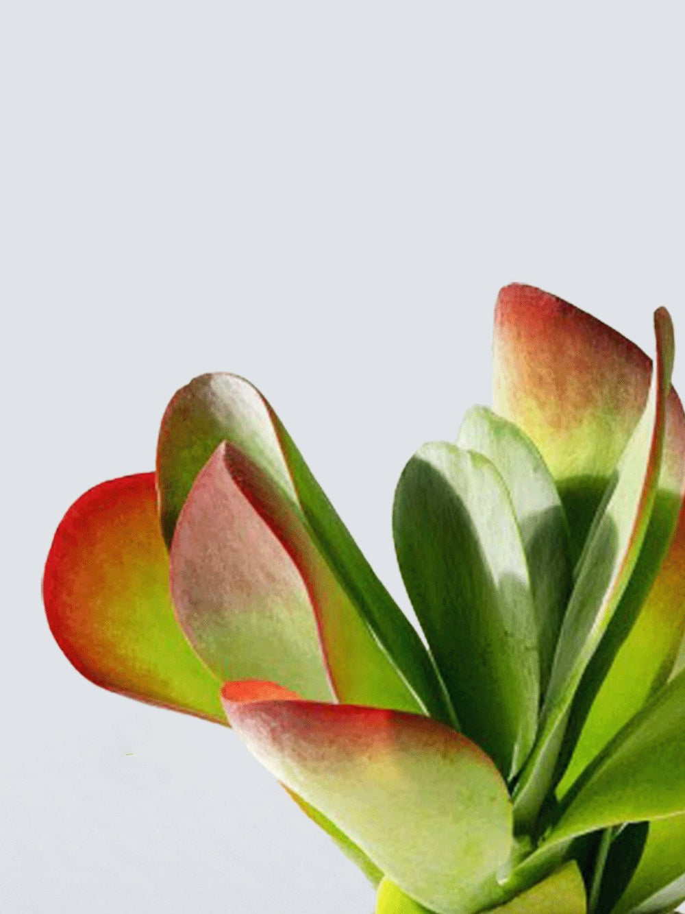 Kalanchoe Red Lips | Köp Växter Online | Plantredo