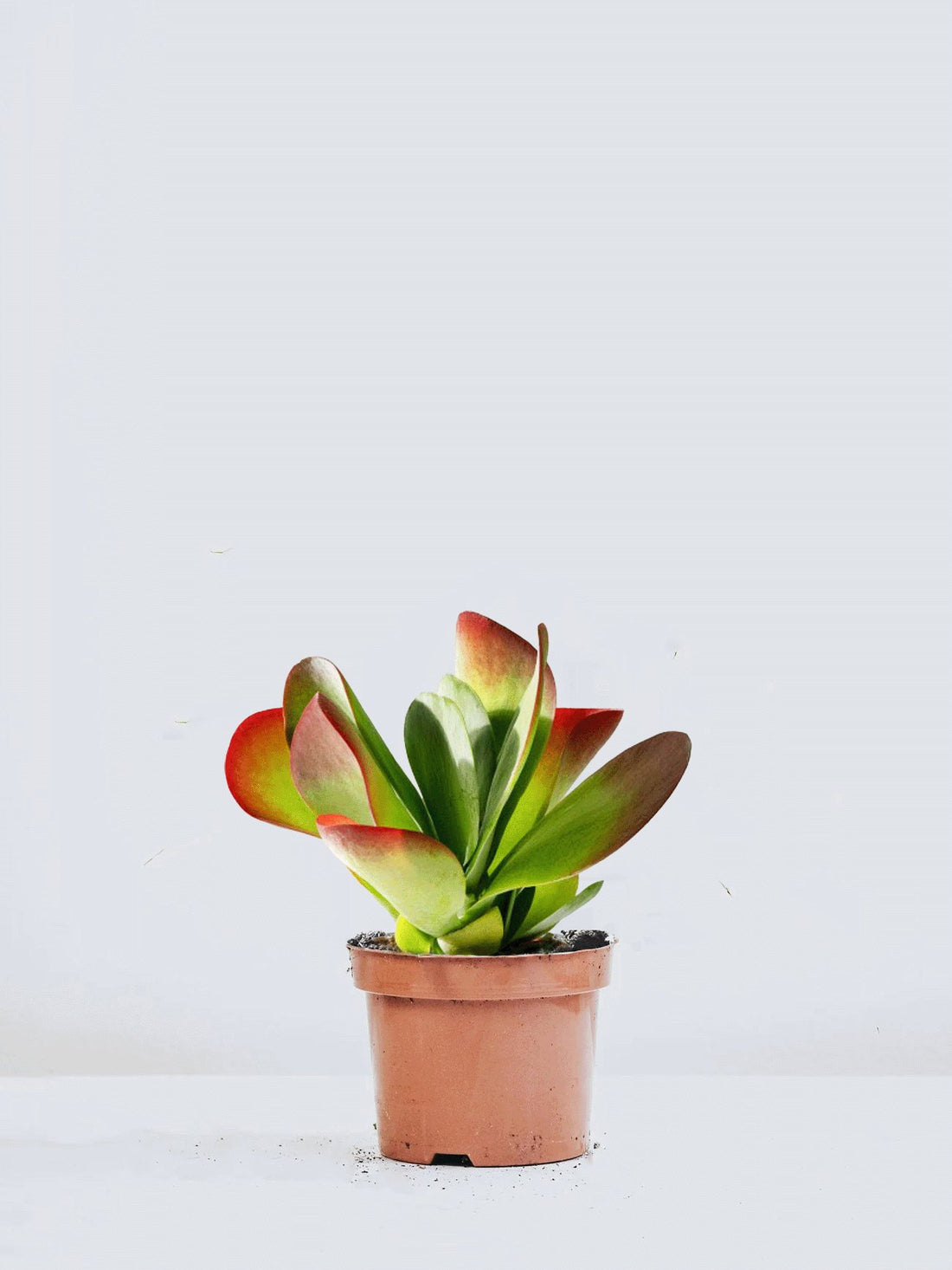 Kalanchoe Red Lips | Köp Växter Online | Plantredo