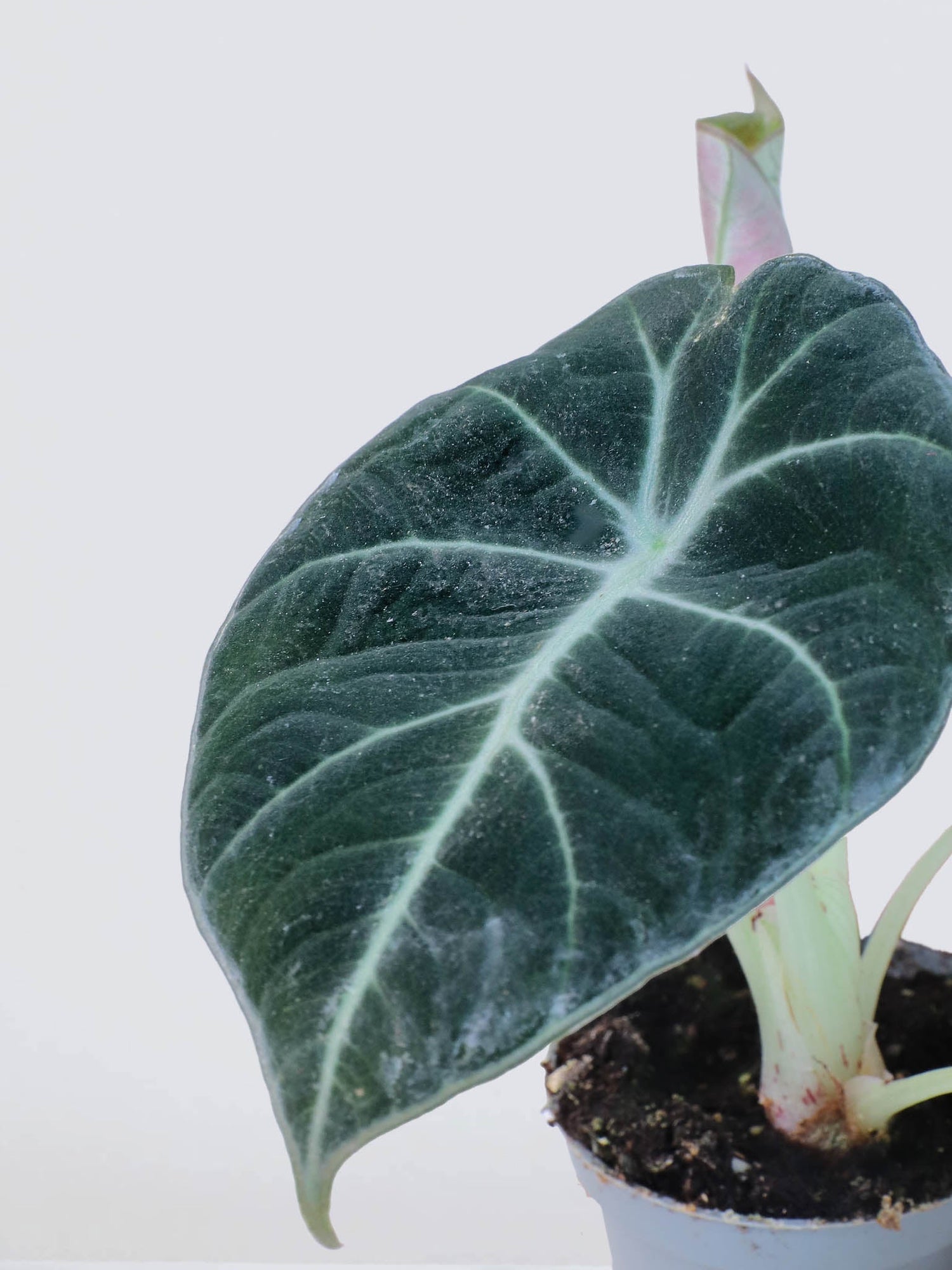Mini Alocasia 'Black Velvet' | Köp Växter Online | Plantredo