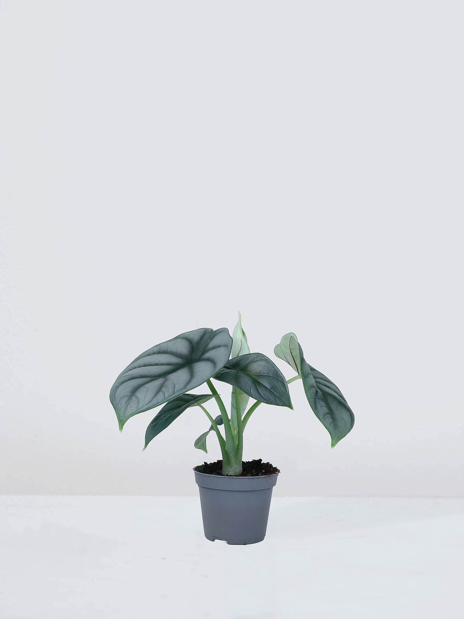 Mini Alocasia 'Dragon Scale' | Köp Växter Online | Plantredo