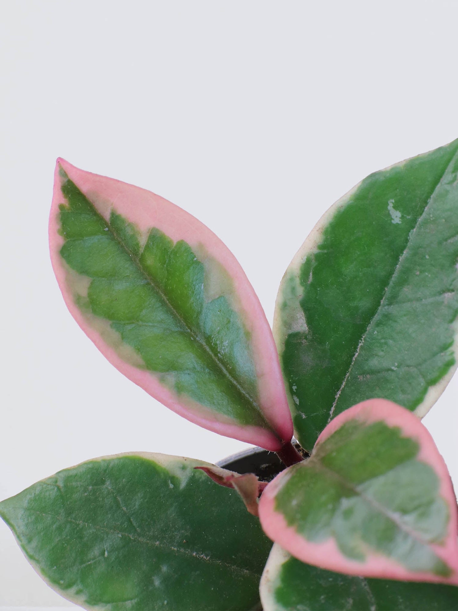 Mini Hoya 'Flamingo dream' | Köp Växter Online | Plantredo