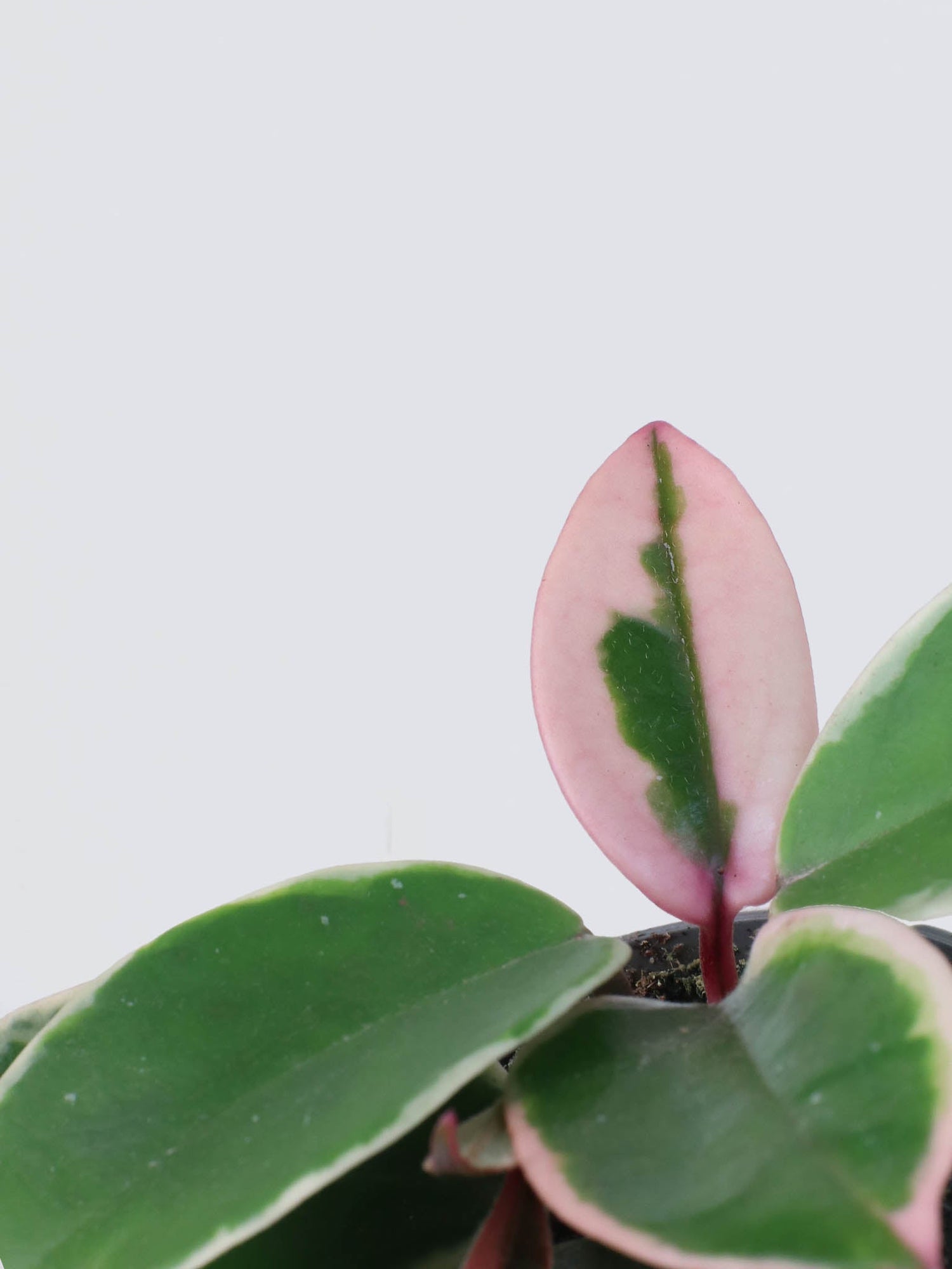 Mini Hoya 'Flamingo dream' | Köp Växter Online | Plantredo