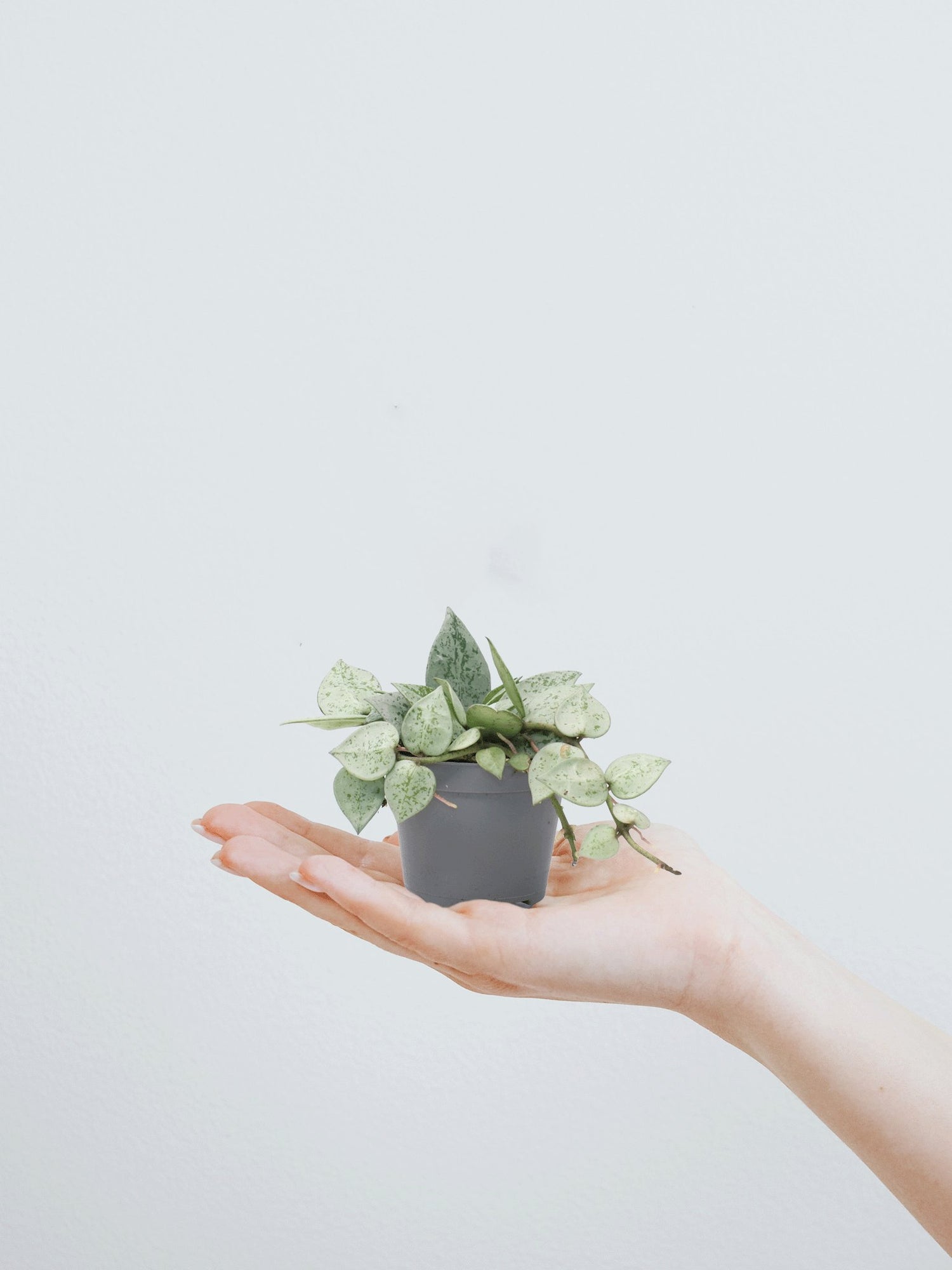 Mini Hoya ’Super Silver’ | Köp Växter Online | Plantrédo