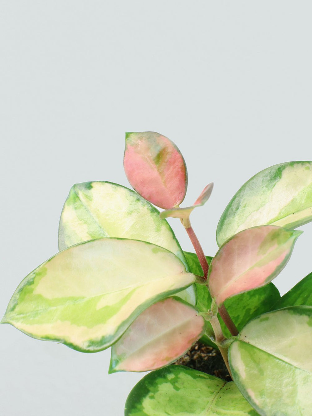 Mini Hoya Australis Tricolor | Köp Växter Online | Plantredo