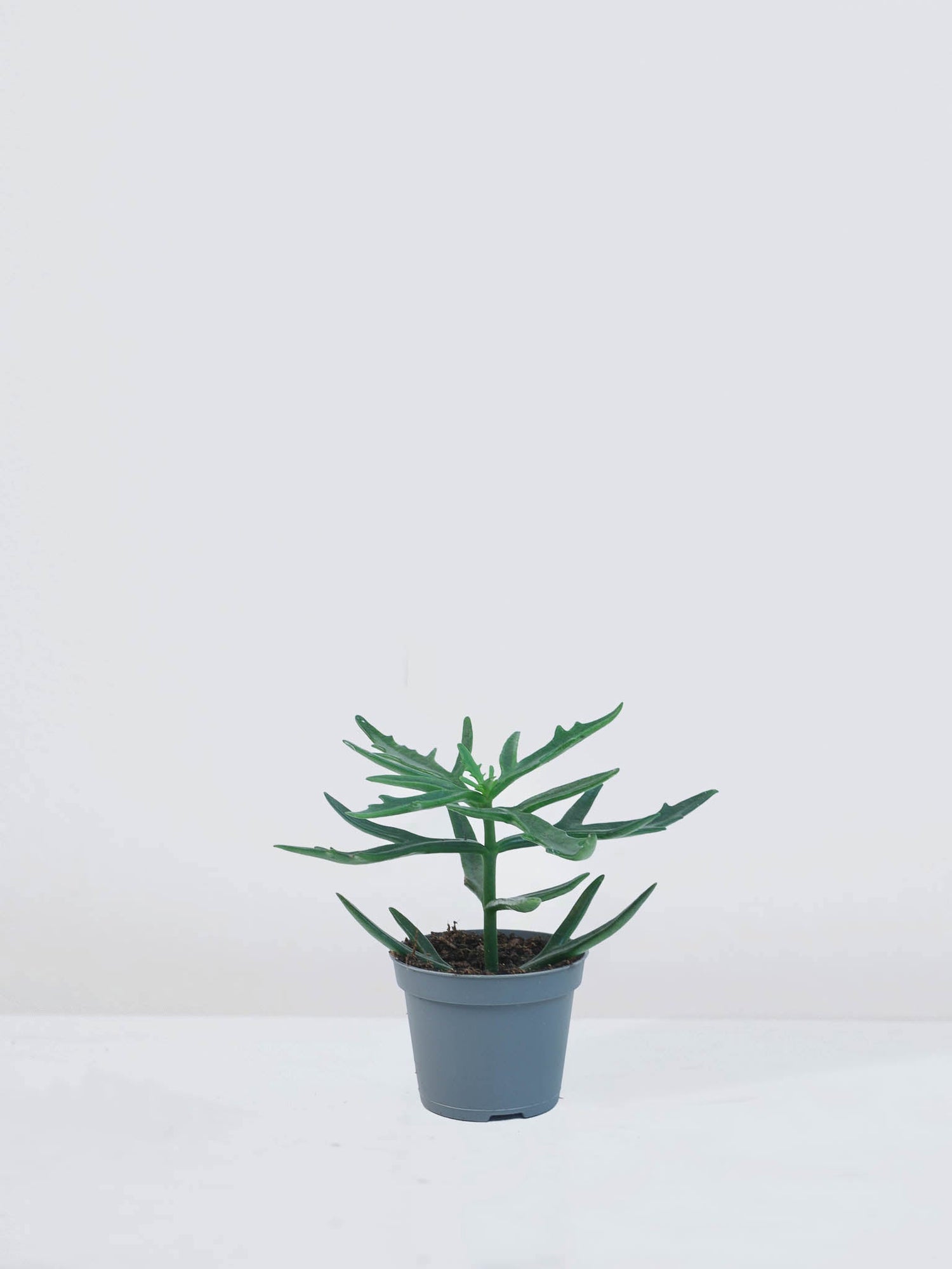 Mini Kalanchoe ceratophylla | Köp Växter Online | Plantredo
