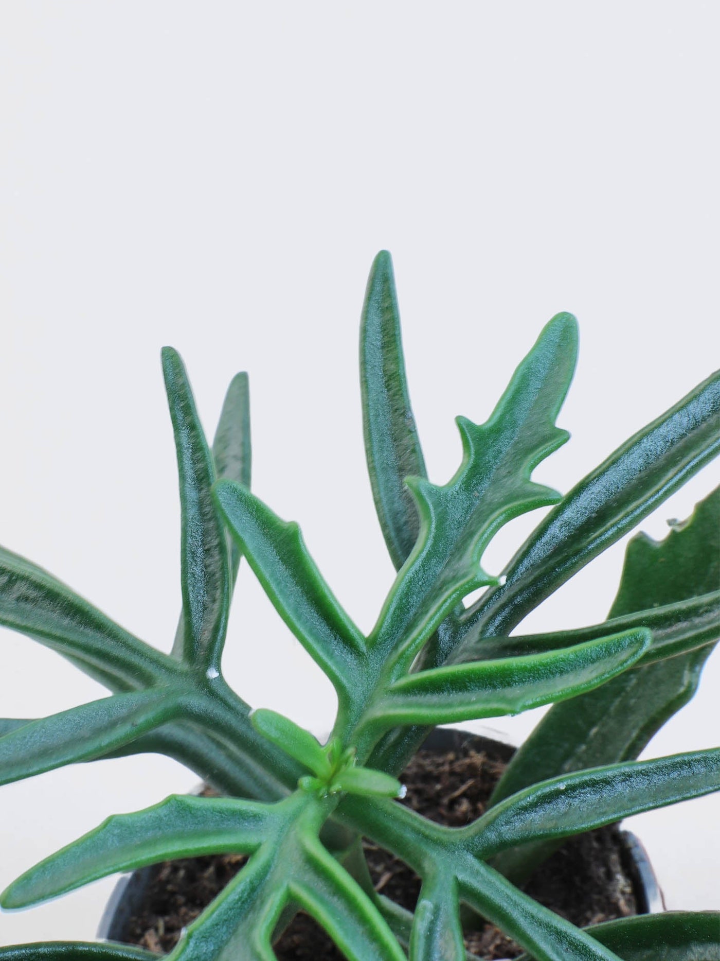 Mini Kalanchoe ceratophylla | Köp Växter Online | Plantredo
