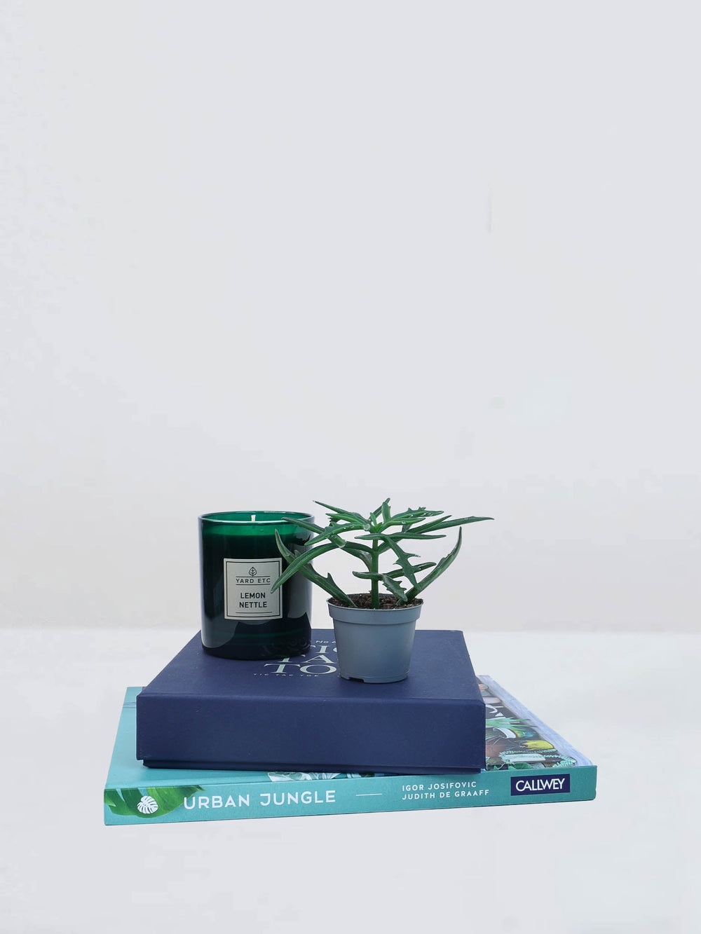 Mini Kalanchoe ceratophylla | Köp Växter Online | Plantredo