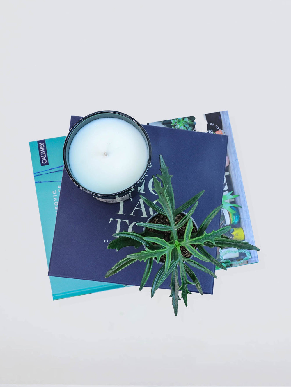 Mini Kalanchoe ceratophylla | Köp Växter Online | Plantredo