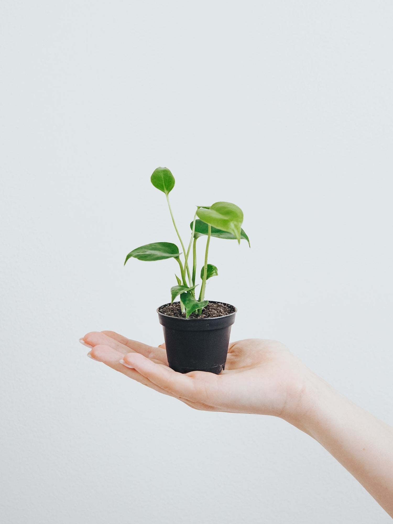 Mini Monstera Deliciosa | Köp Växter Online | Plantredo