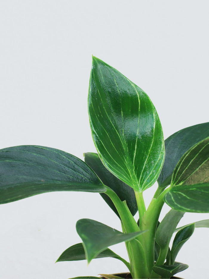 Mini Philodendron Birkin | Köp Växter Online | Plantredo