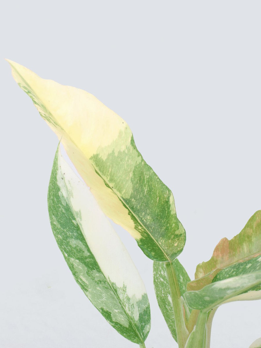 Mini Philodendron 'Ring of Fire' | Köp Växter Online | Plantredo