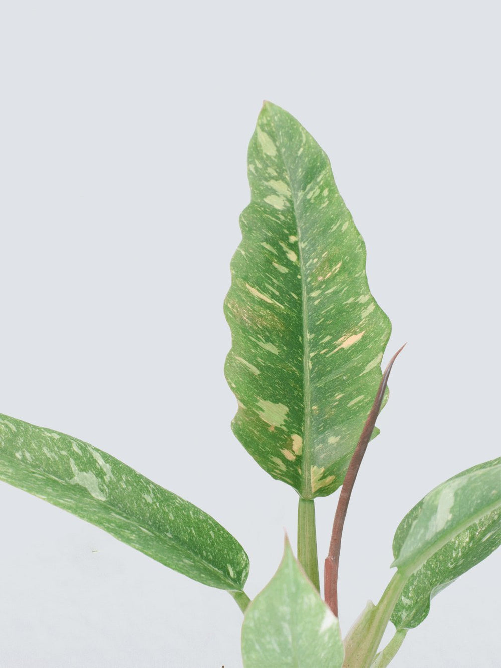 Mini Philodendron 'Ring of Fire' | Köp Växter Online | Plantredo