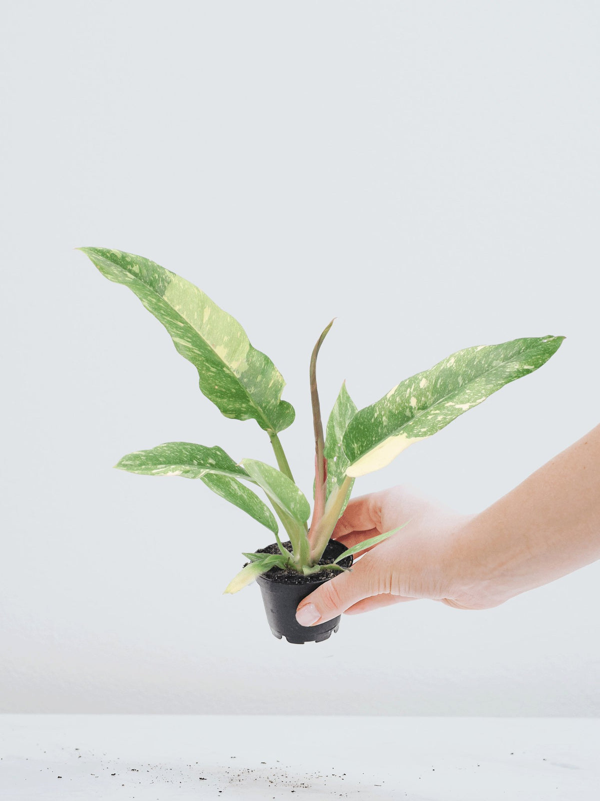 Mini Philodendron 'Ring of Fire' | Köp Växter Online | Plantredo