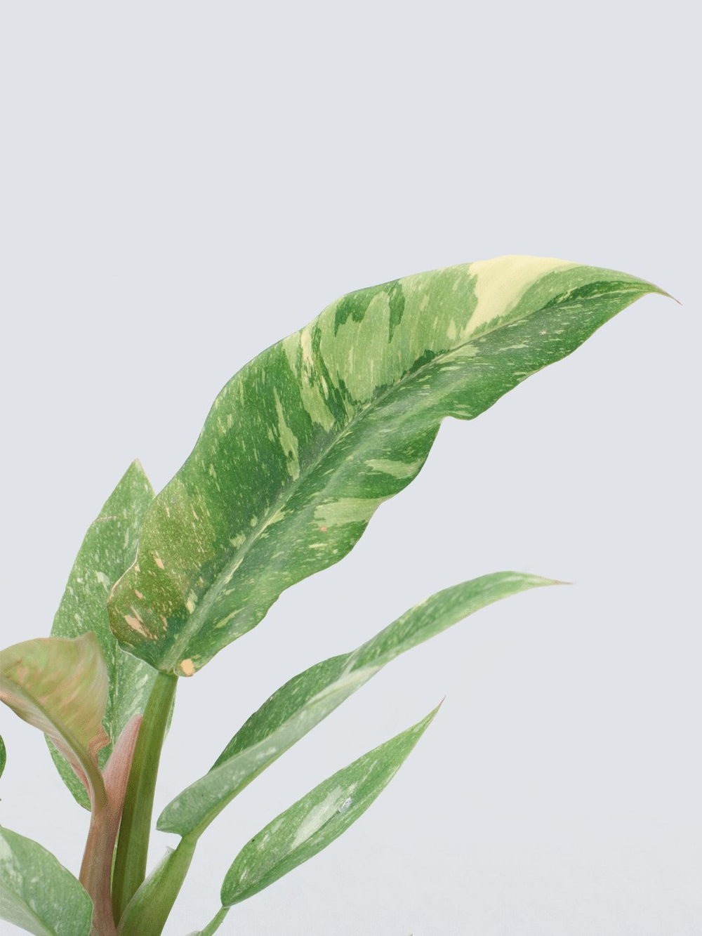 Mini Philodendron 'Ring of Fire' | Köp Växter Online | Plantredo